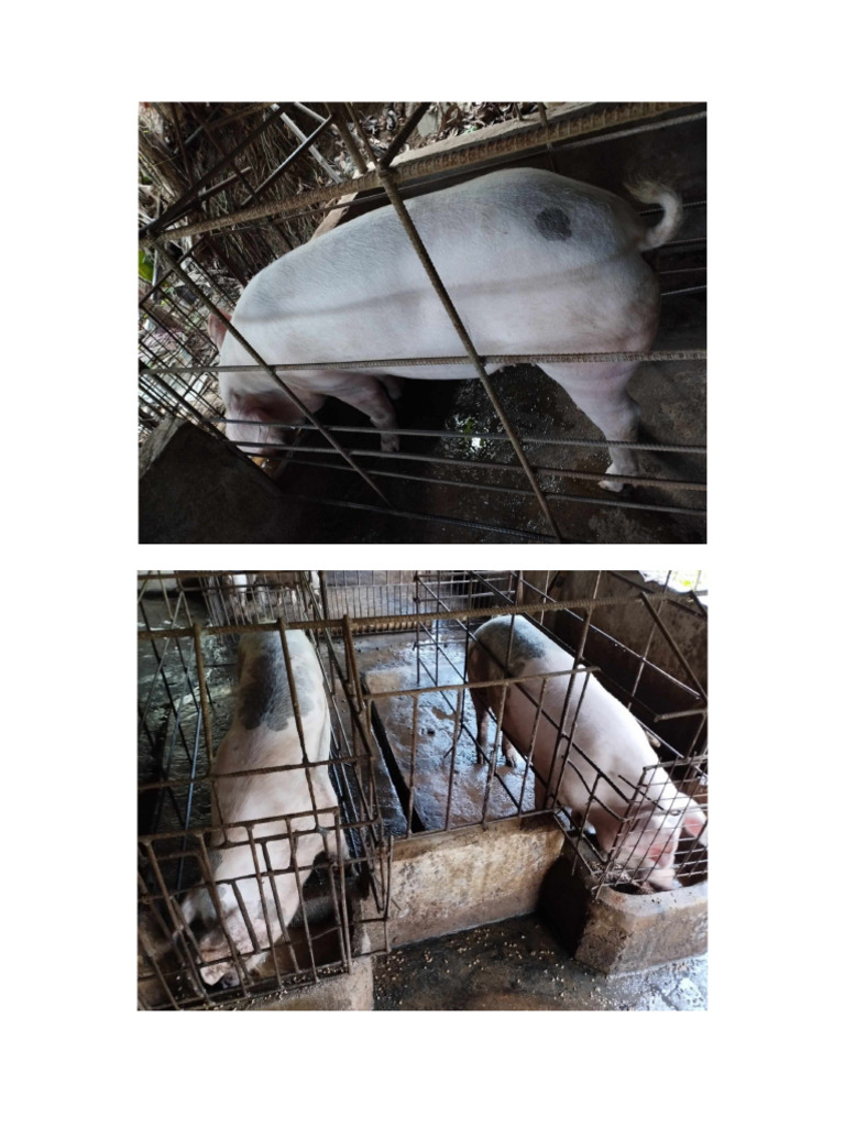 Baboy | PDF