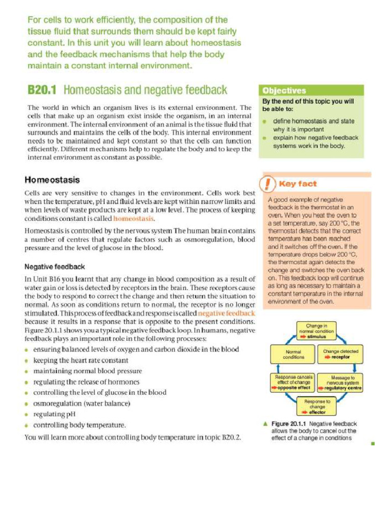 Homeostasis and Control Review | PDF