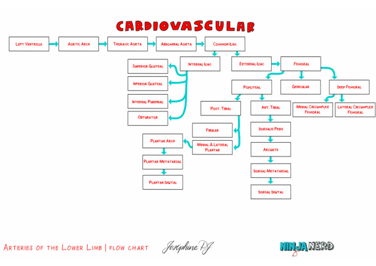 Arteries of the Lower Limb Flow Chart (1) atf | PDF