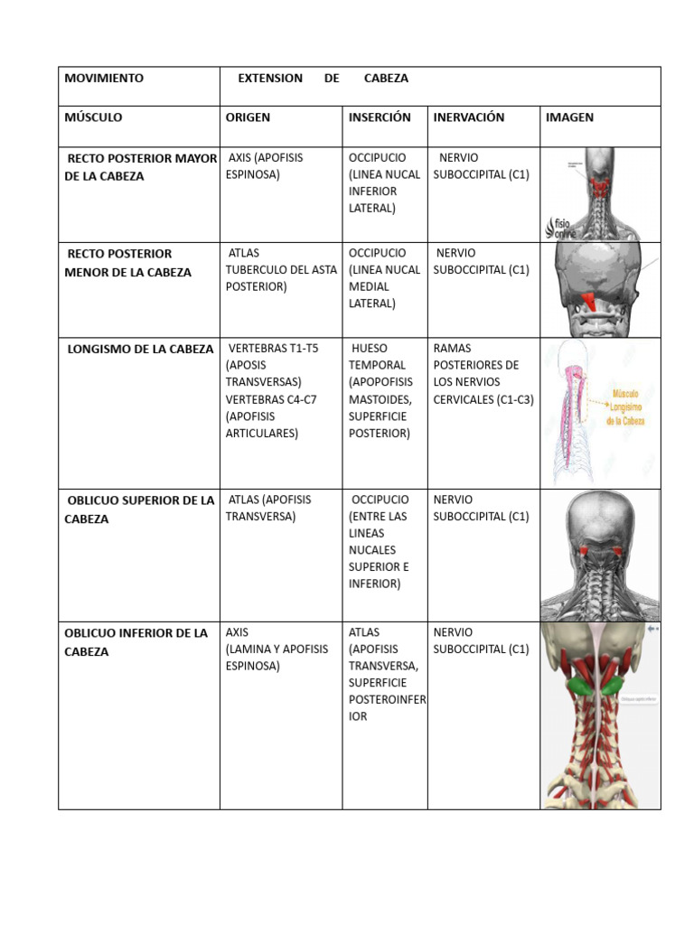Anatomía y Función de Músculos Cervicales | PDF | Vértebra | Laringe