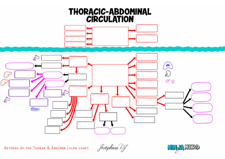 Arteries of The Thorax & Abdomen Flow Chart Atf | PDF