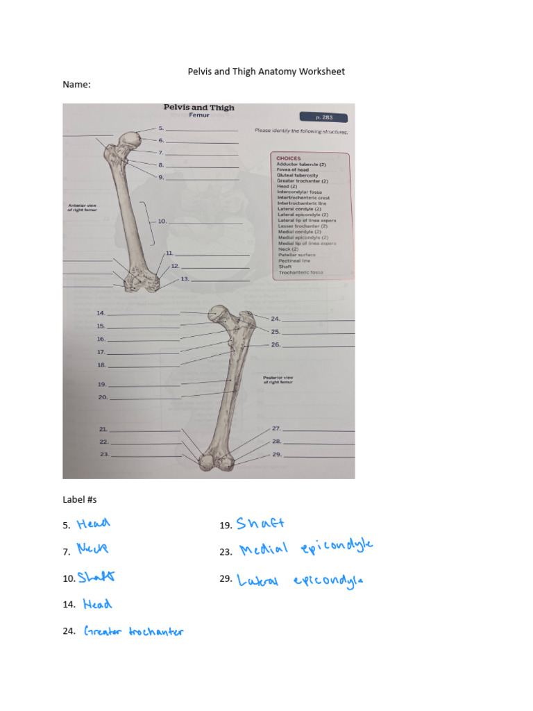 Pelvis and Thigh Anatomy Worksheet | PDF