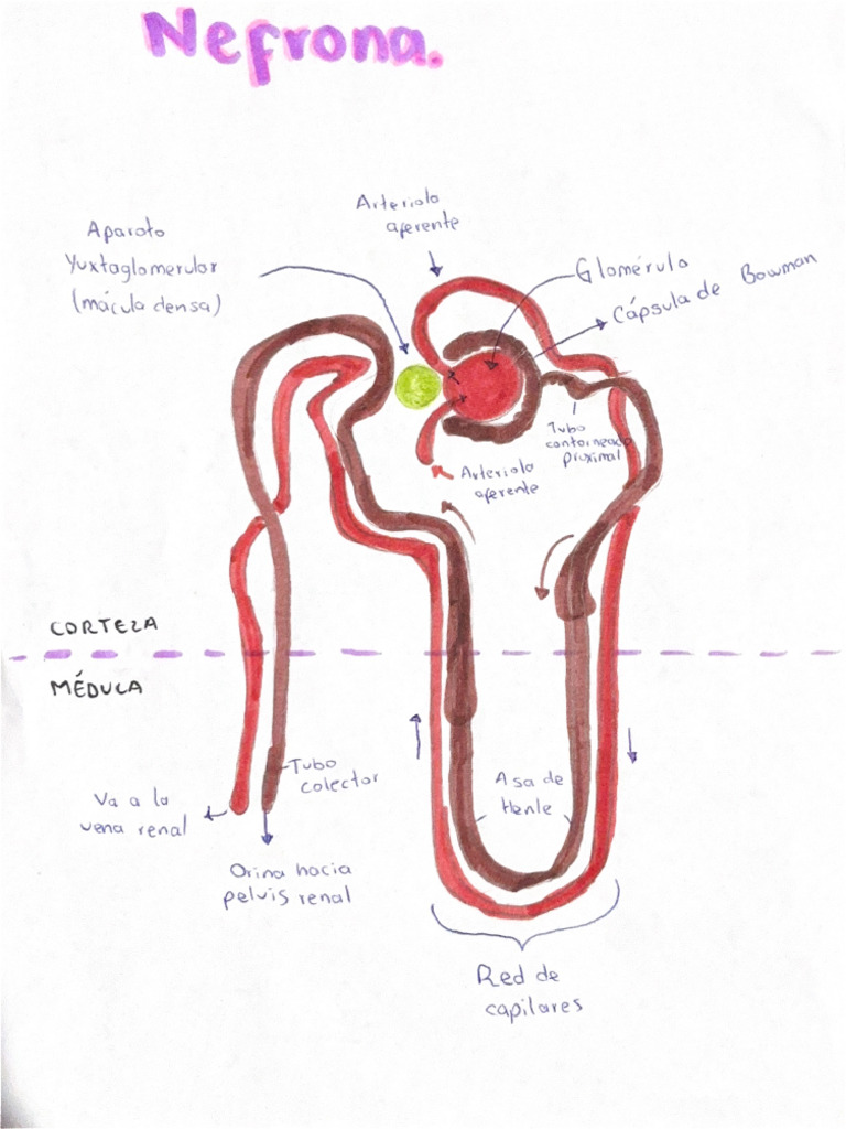 Dibujo de Nefrona | PDF