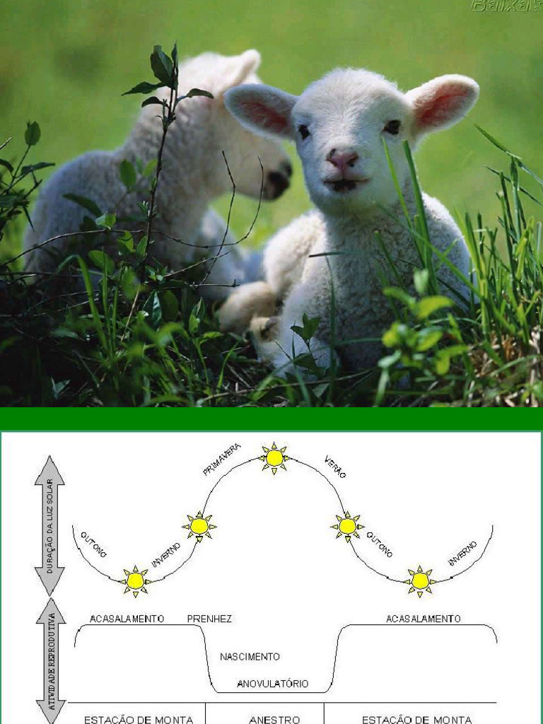AULA REPRODUÇÃO - Ovinos - Site Atual | PDF