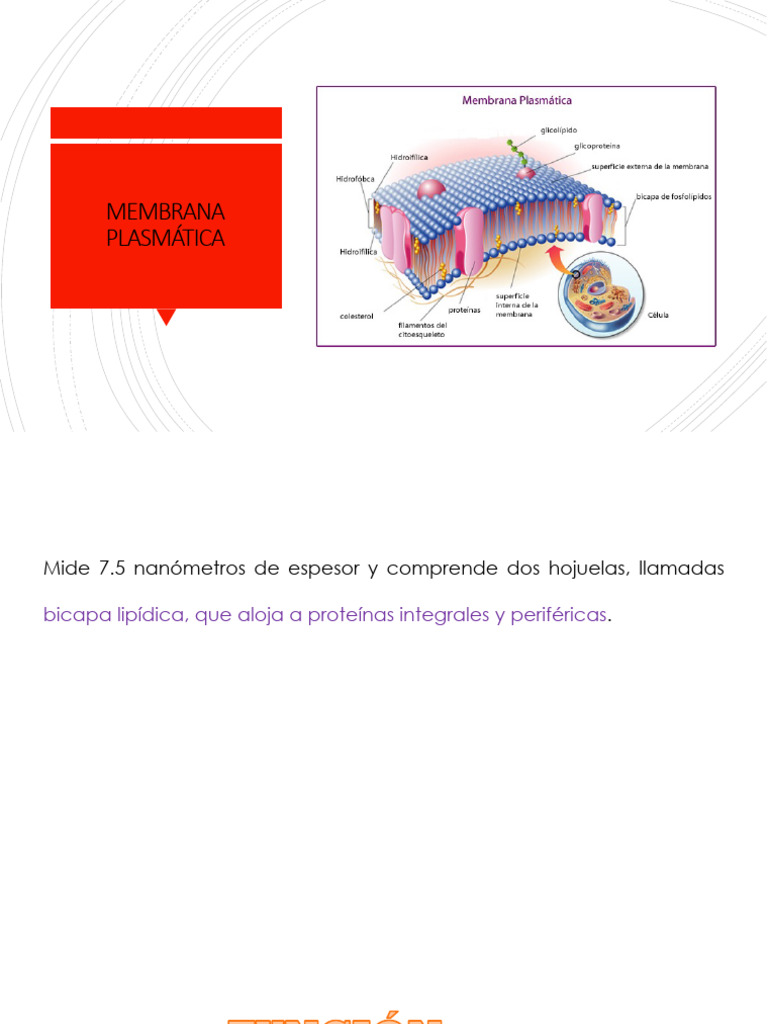 2 Membrana Plasmatica | PDF | Membrana celular | Transducción de señales