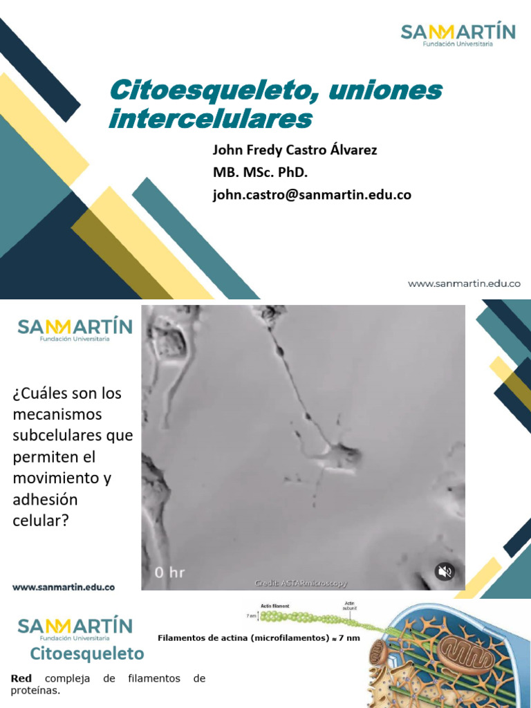 Citoesqueleto, Uniones Intercelulares: John Fredy Castro Álvarez Mb. Msc. Phd. John - Castro ...