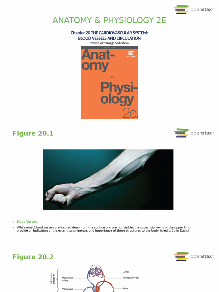 Anatomy and Physiology 2e-Ch20-The Cardiovascular System-Blood Vessels ...
