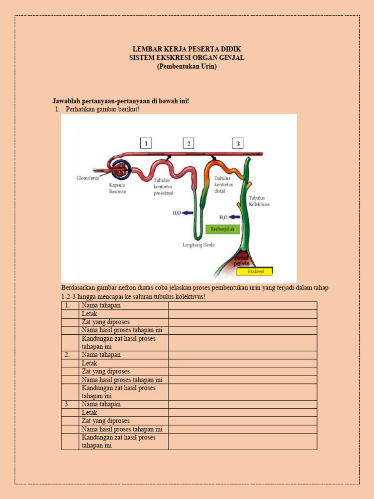LKPD 3 SISTEM EKSKRESI Pembentukan Urin | PDF