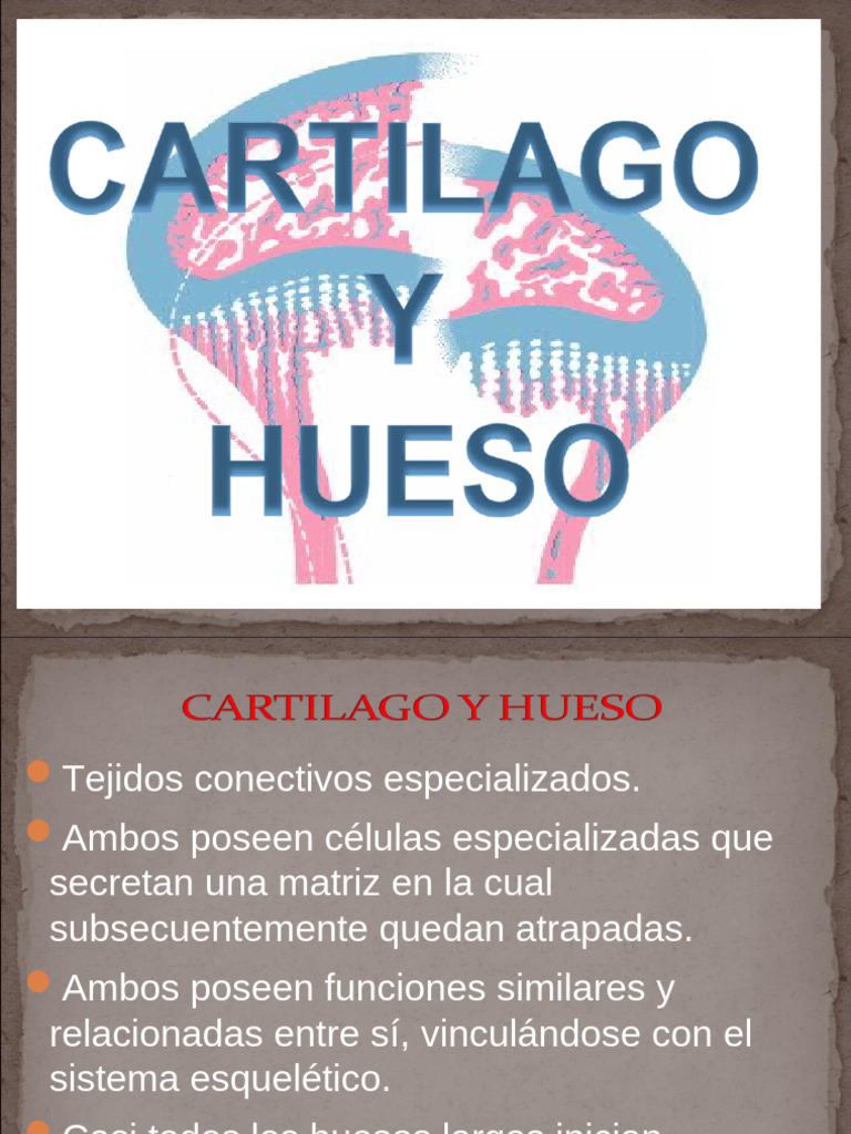 Cartilago y Hueso 20 UCM | PDF | Hueso | Cartílago