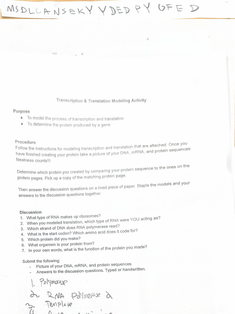 Transcription & Transiation Modeling Activity | PDF