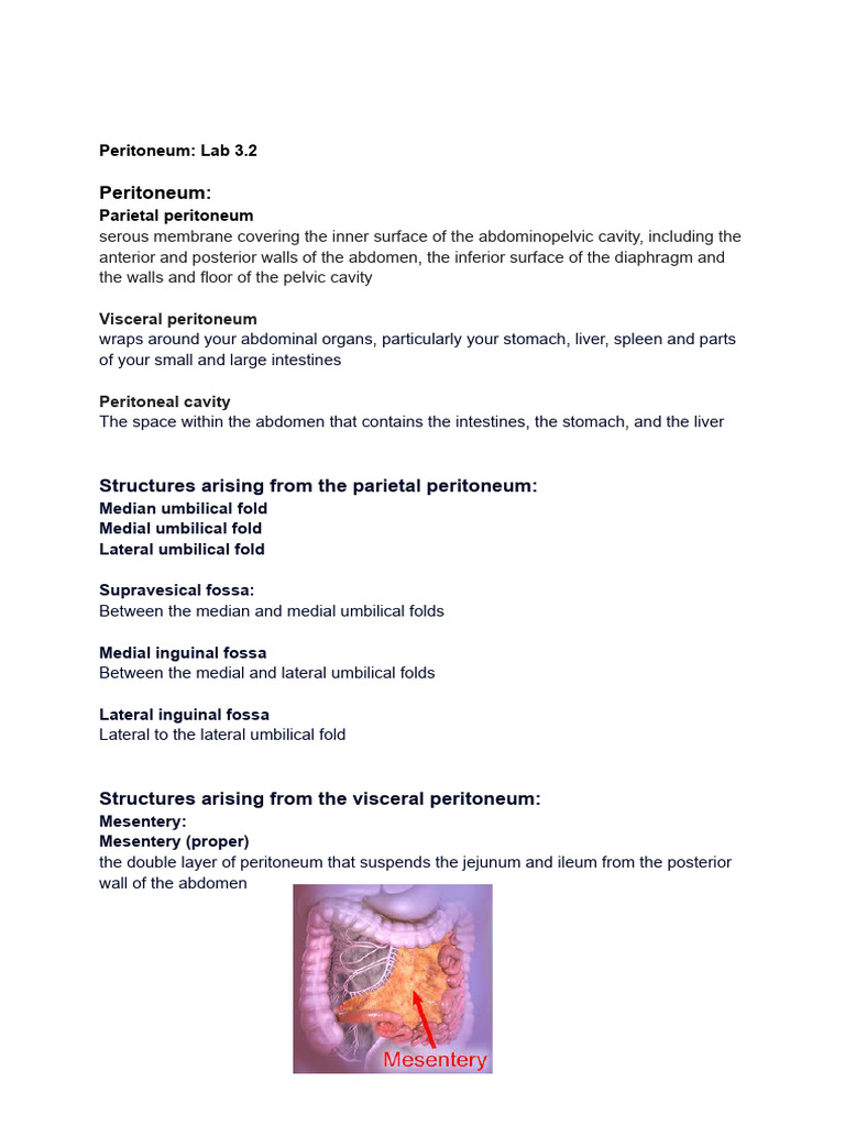 Copy Of Peritoneum Lab 3 2 Pdf Pdf Peritoneum Abdomen