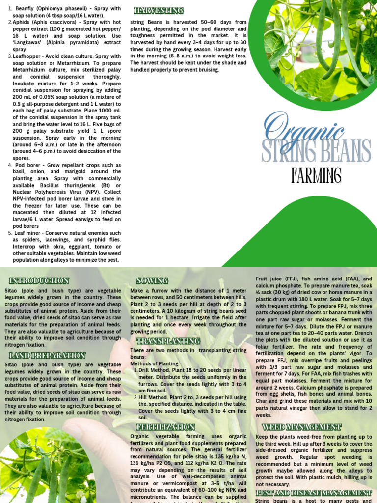 Brochure STRING BEANS | PDF | Fertilizer | Legume