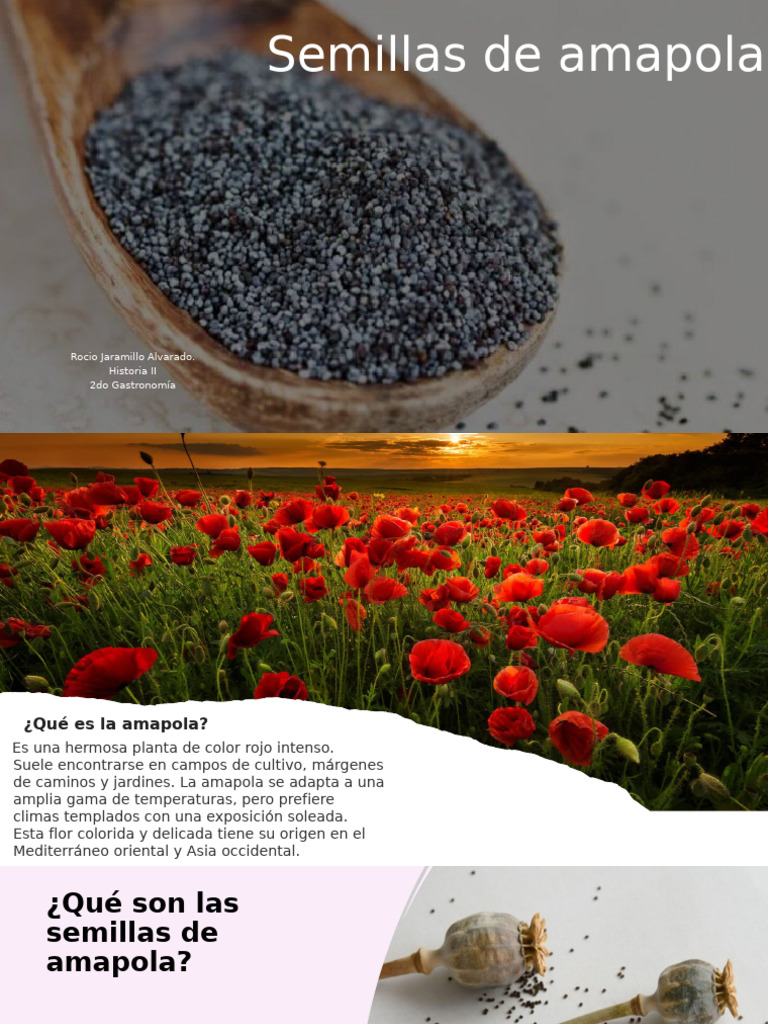 Semillas de Amapola | PDF