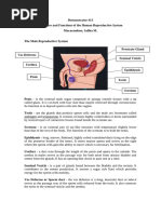 Human Reproductive Systems PowerPoint | PDF | Human Reproduction ...
