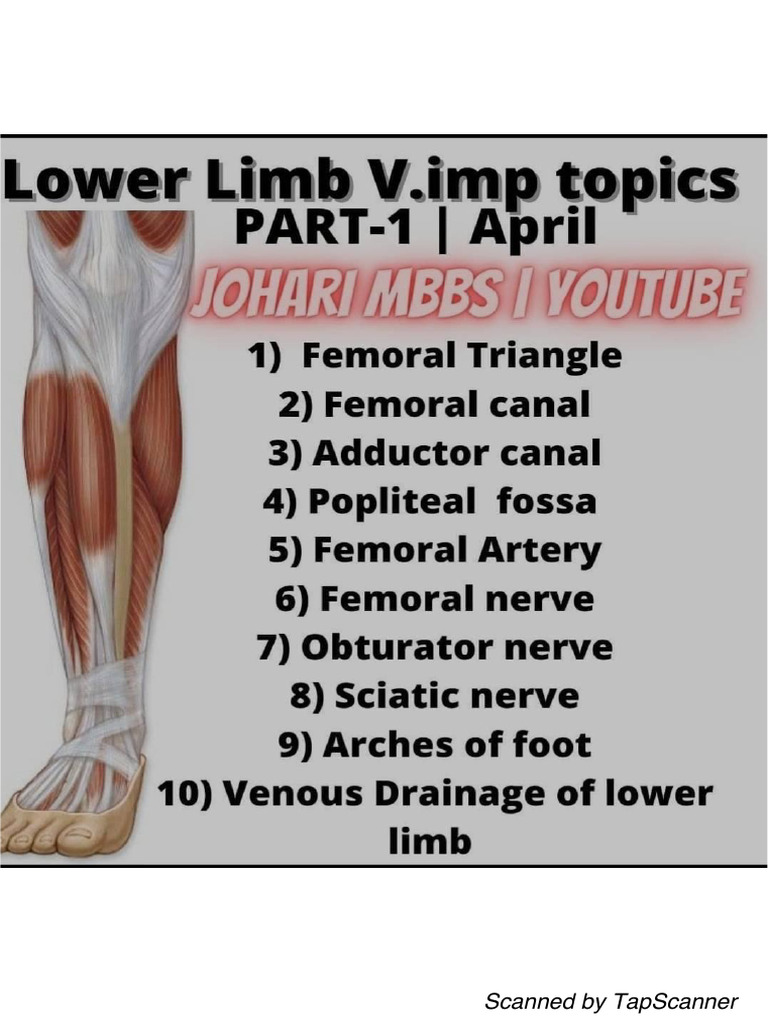 Johari MBBS Lower Limb Notes | PDF