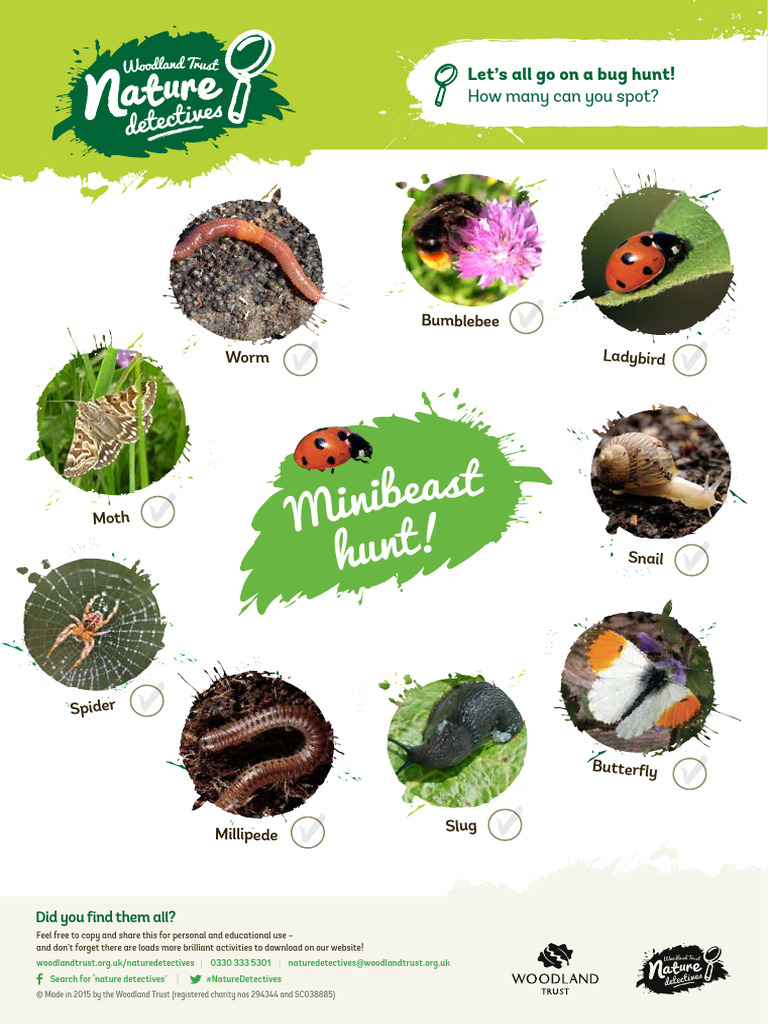 PDF Minibeast Hunt | PDF