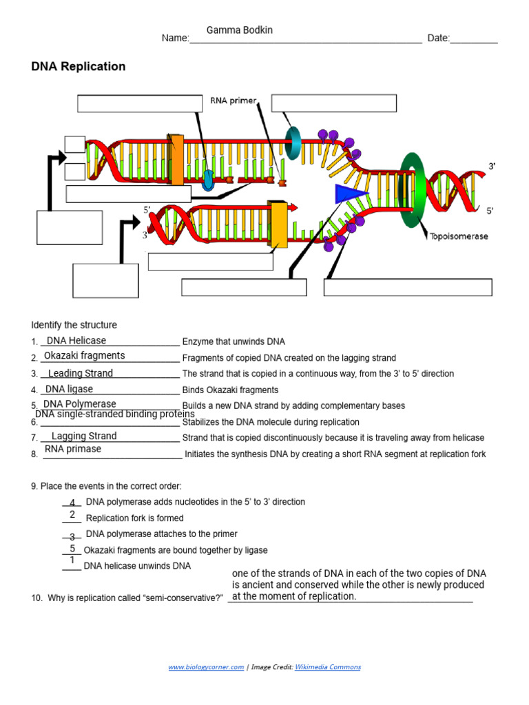 DNA Replication - Labeling | PDF | Dna Replication | Dna