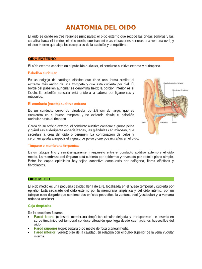 Anatomía del Oído y sus Funciones | PDF | Oído | Cabeza y cuello humanos