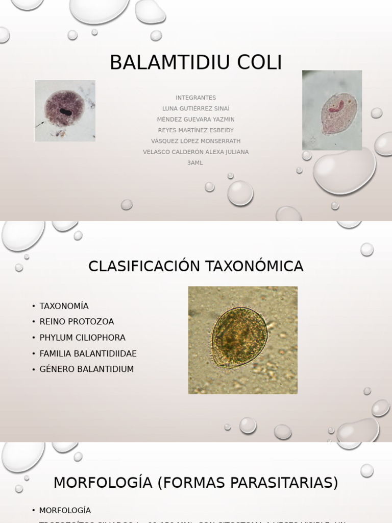 Balantidium coli: Taxonomía y Tratamiento | PDF | Enfermedades y ...