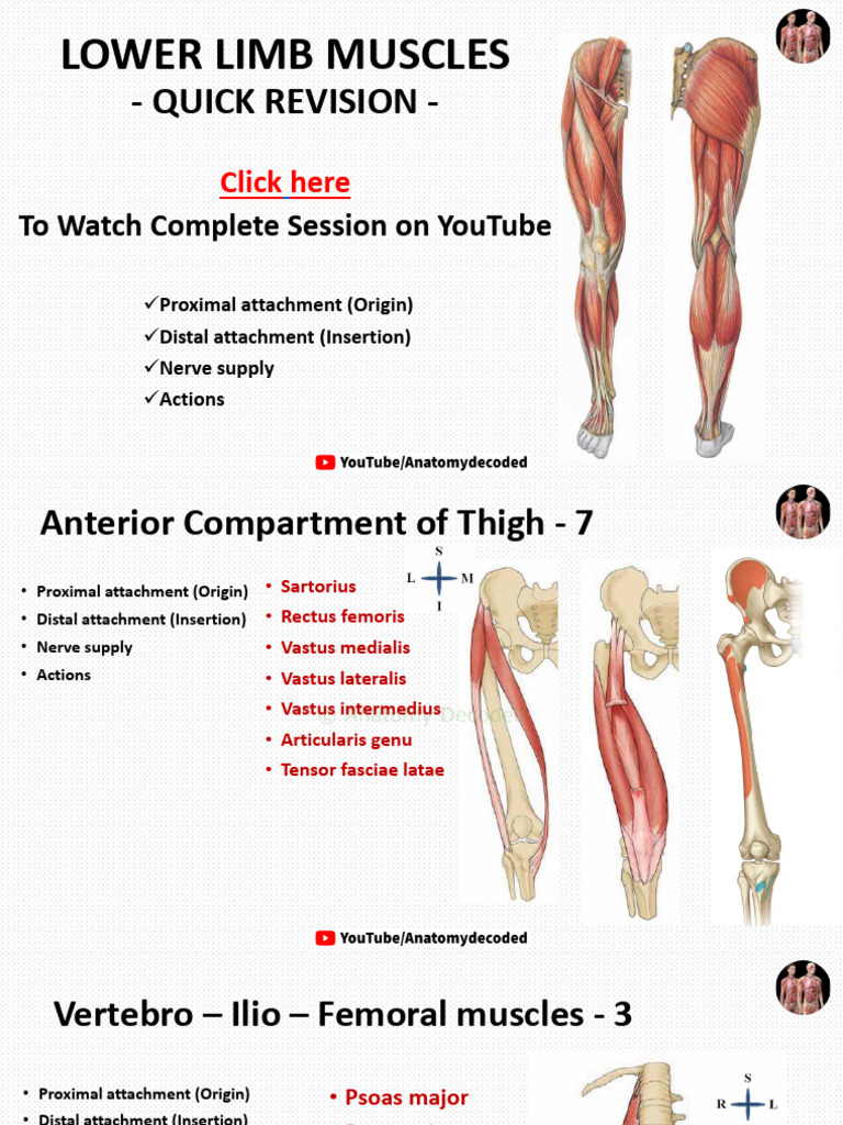 Lower Limb Muscles Quick Revision PDF Handout Anatomy Decoded YouTube ...