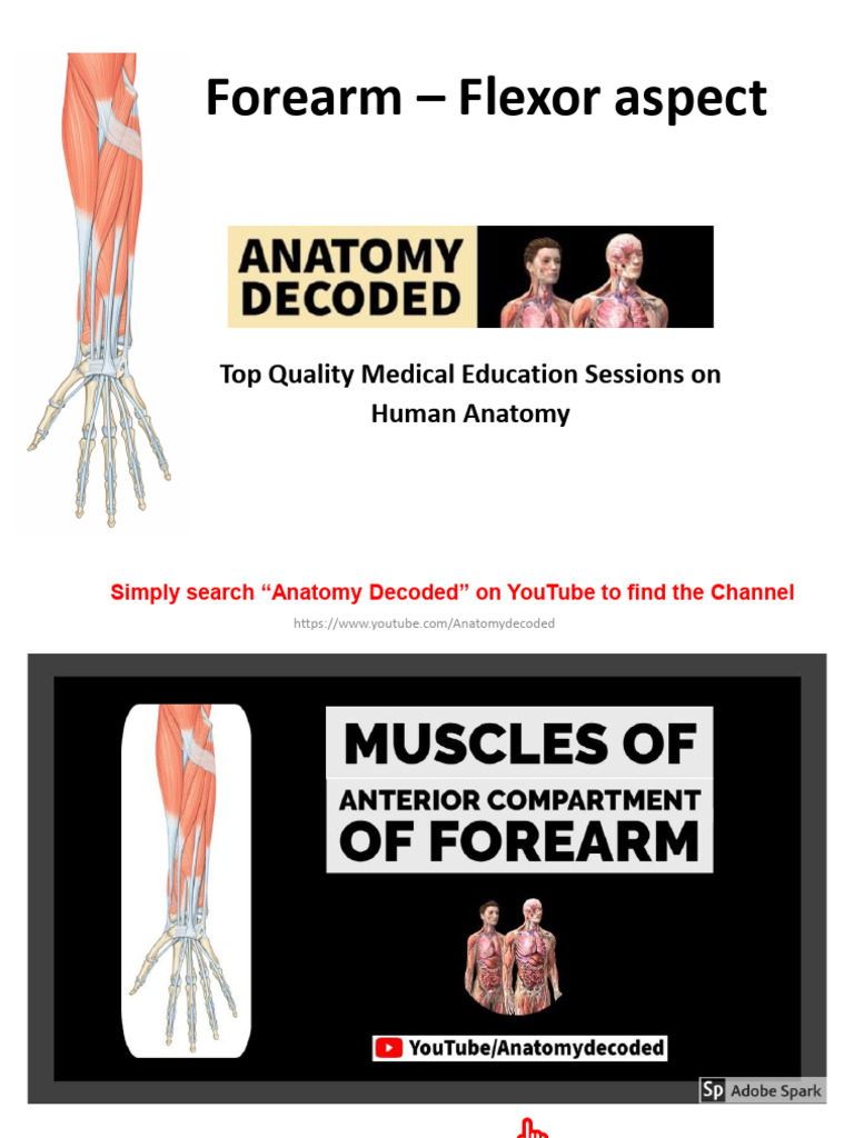 Forearm - Flexor Aspect PDF Handout Anatomy Decoded YouTube | PDF ...