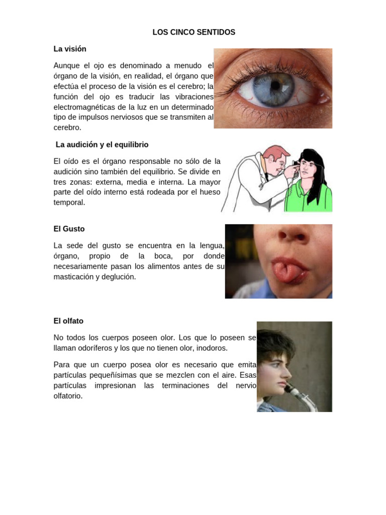 Fisiología de los cinco sentidos | PDF