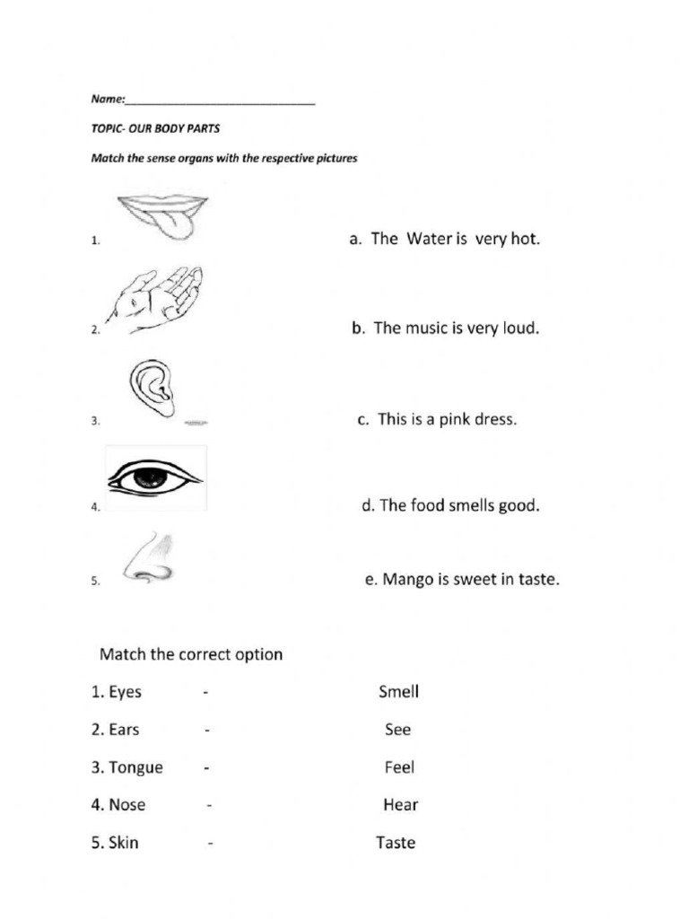 5 Senses Activity | PDF