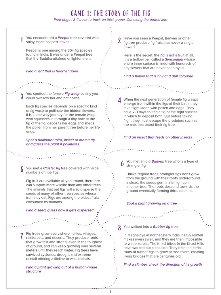 A 3 The Story of The Fig Game Eng | PDF | Ficus | Trees