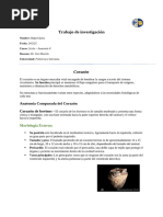 Anatomía del Corazón en Caballos | PDF | Corazón | Ventrículo (corazón)