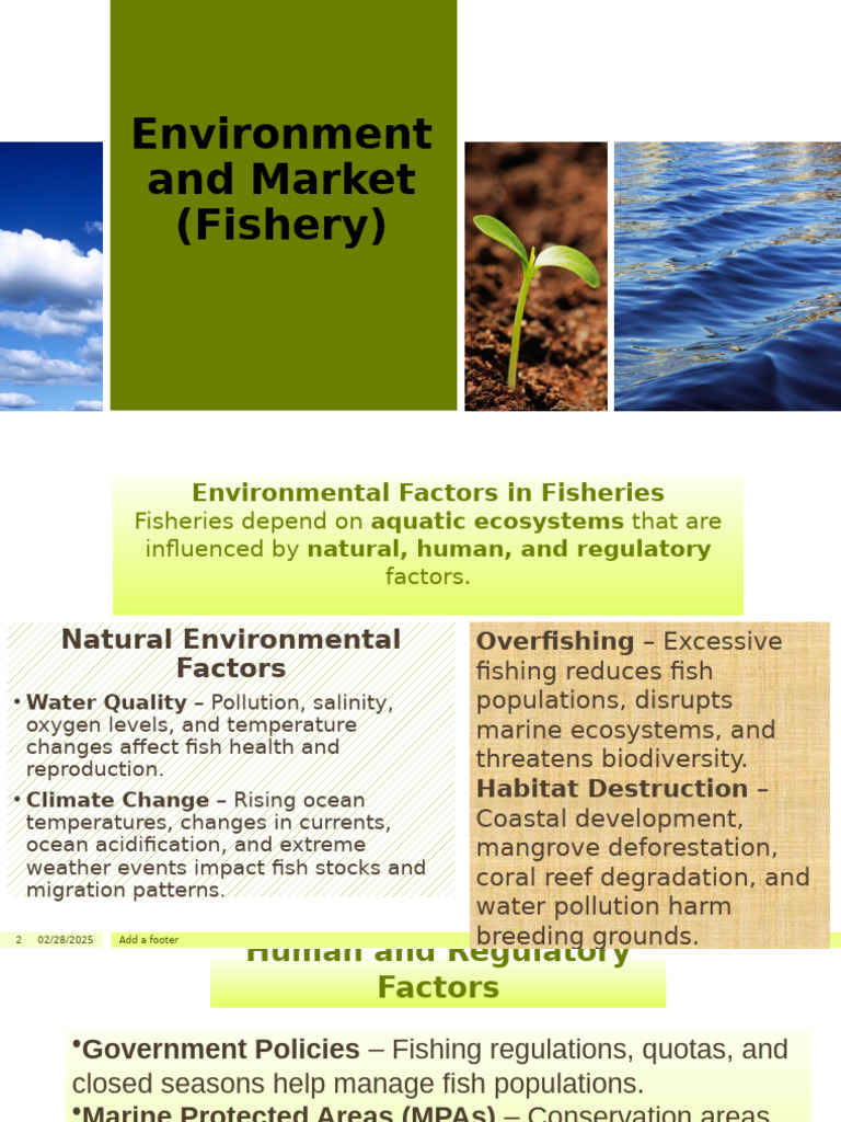 Environmental and Market Factors in Fisheries | PDF | Fishery | Overfishing