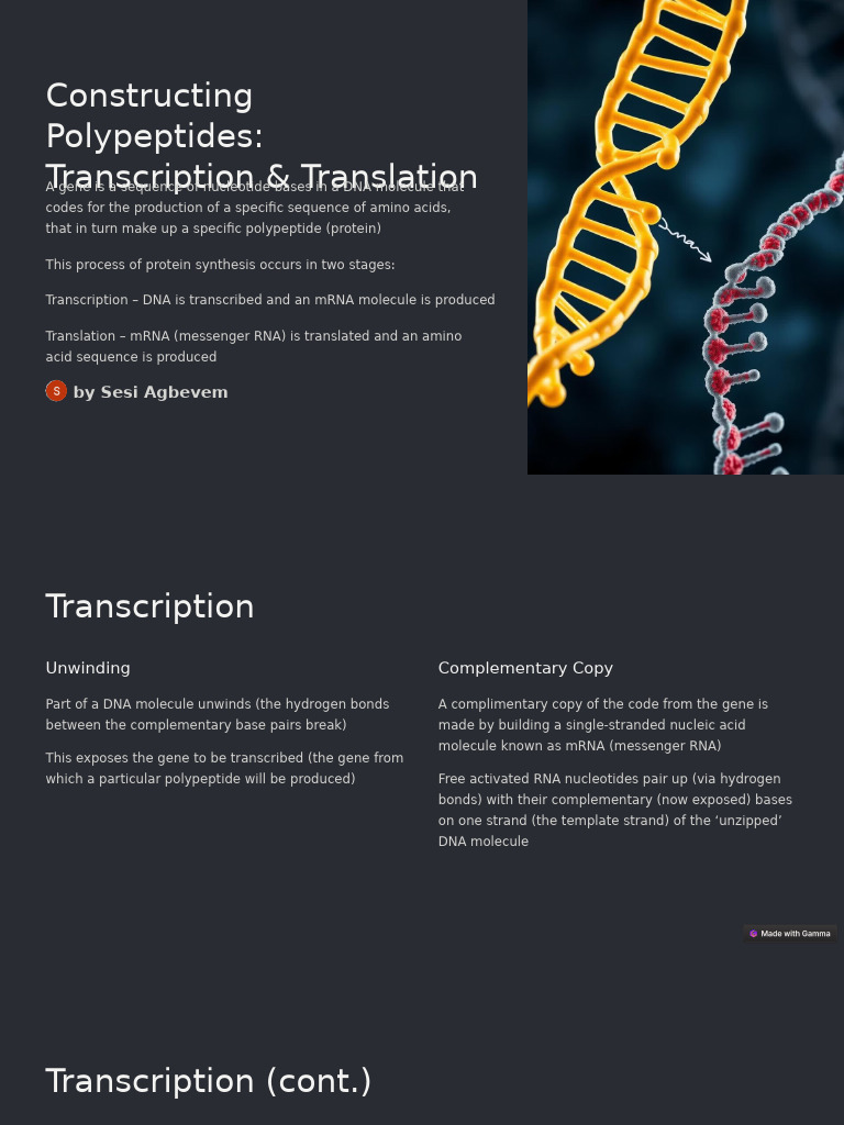 Constructing Polypeptides Transcription and Translation | PDF ...