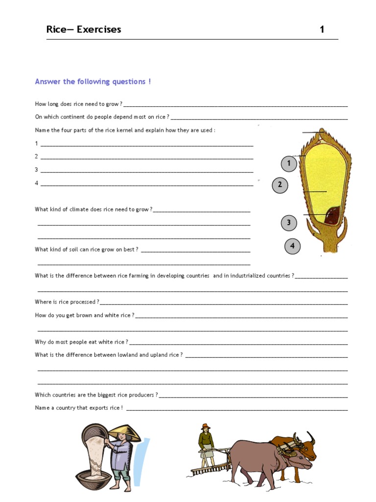 Rice Exercises | PDF | Rice | Cereals