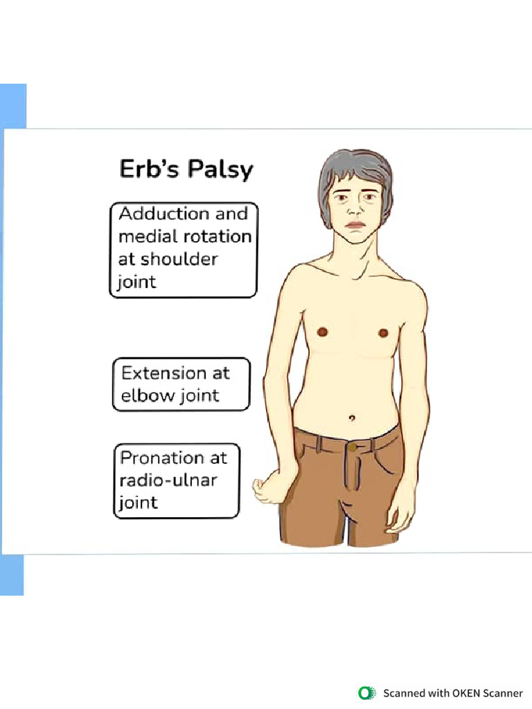 Anatomy Spotting | PDF