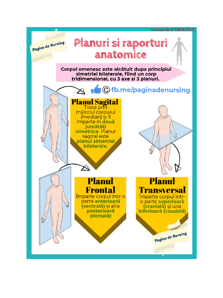 Planuri Si Raporturi Anatomice | PDF
