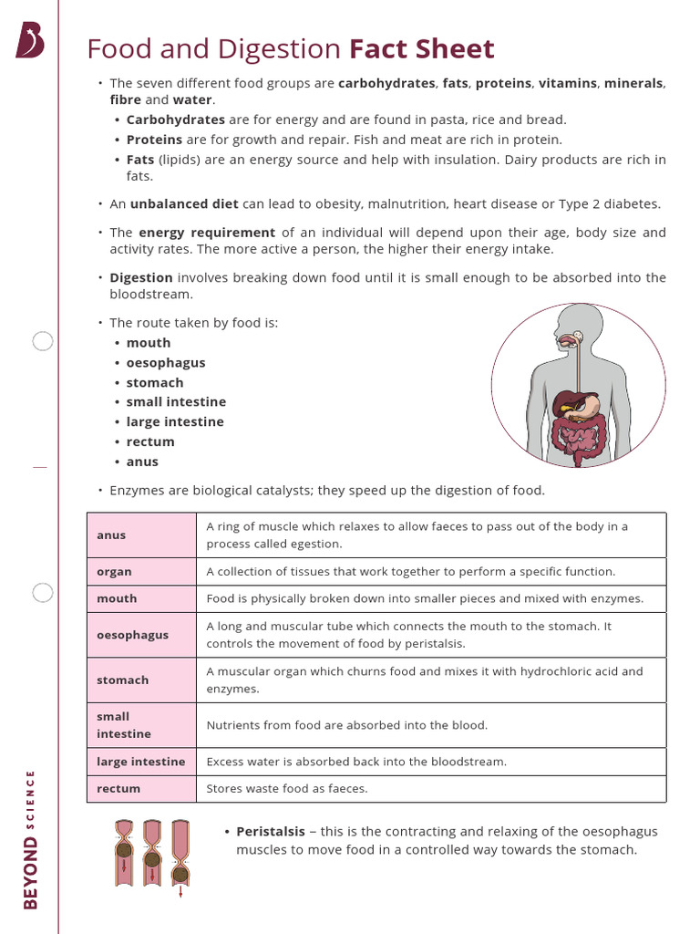 Food and Digestion Fact Sheet | PDF