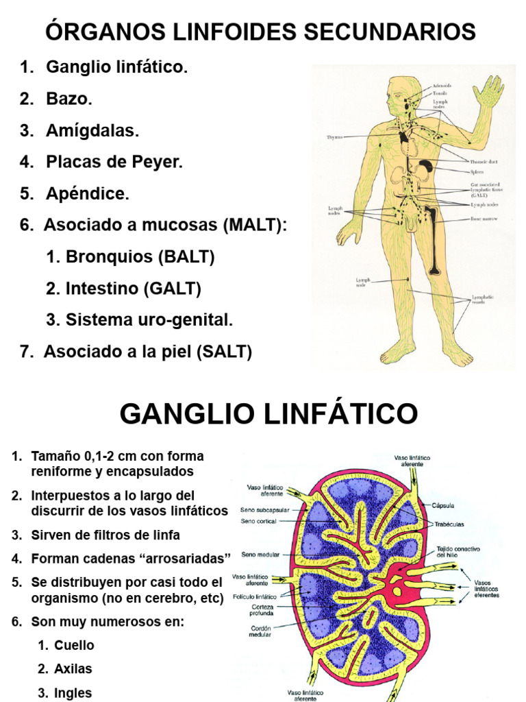 Tema 4. EL GANGLIO LINFÁTICO | PDF | Ganglio linfático | Órgano (anatomía)