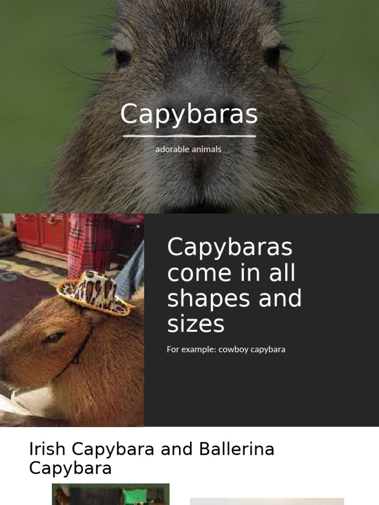 Capybaras | PDF