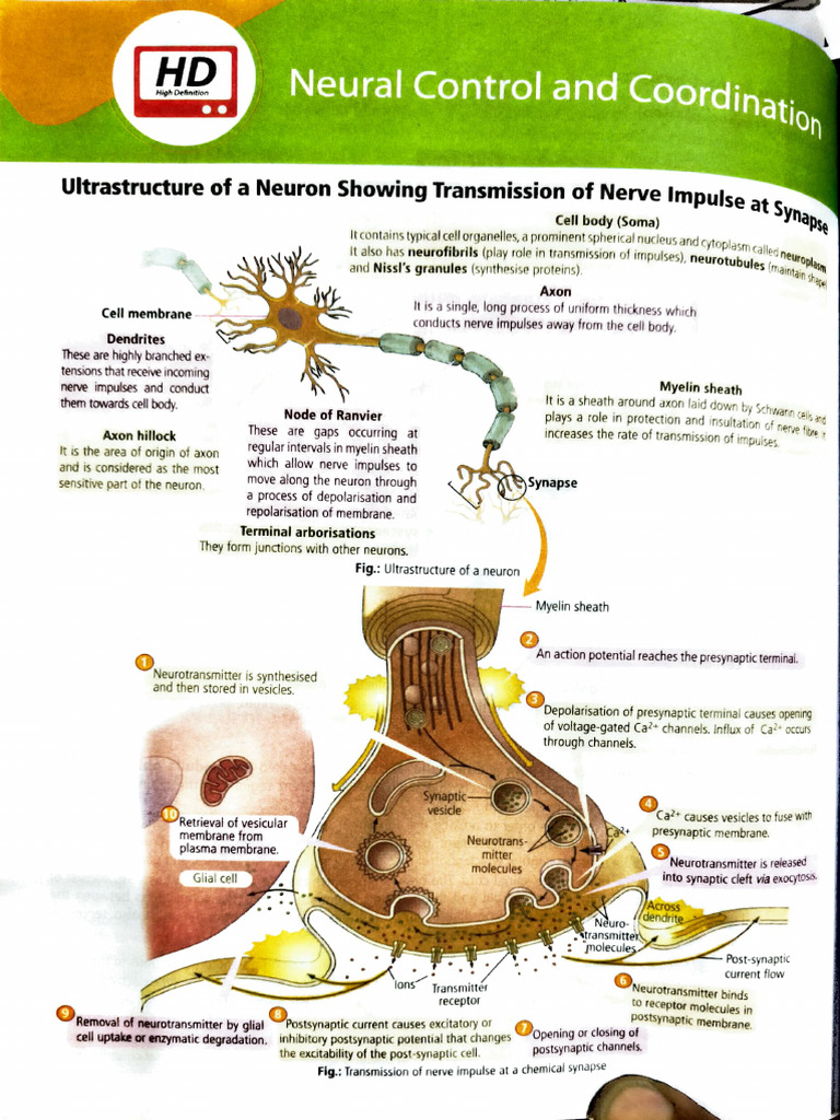 Neural Control Coordination MTG | PDF