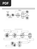 Drawing Out The Phases of Mitosis: 1. Interphase | PDF