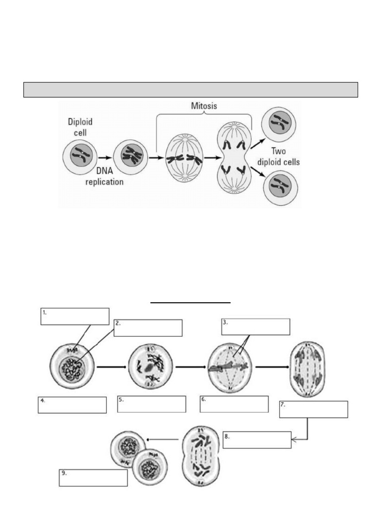 Onion Root Mitosis - 2020 | PDF | Mitosis | Cell Biology