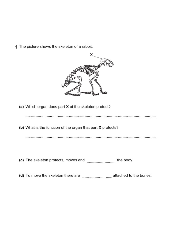 Skeletal System and Teeth - CW | PDF | Skeleton | Tooth