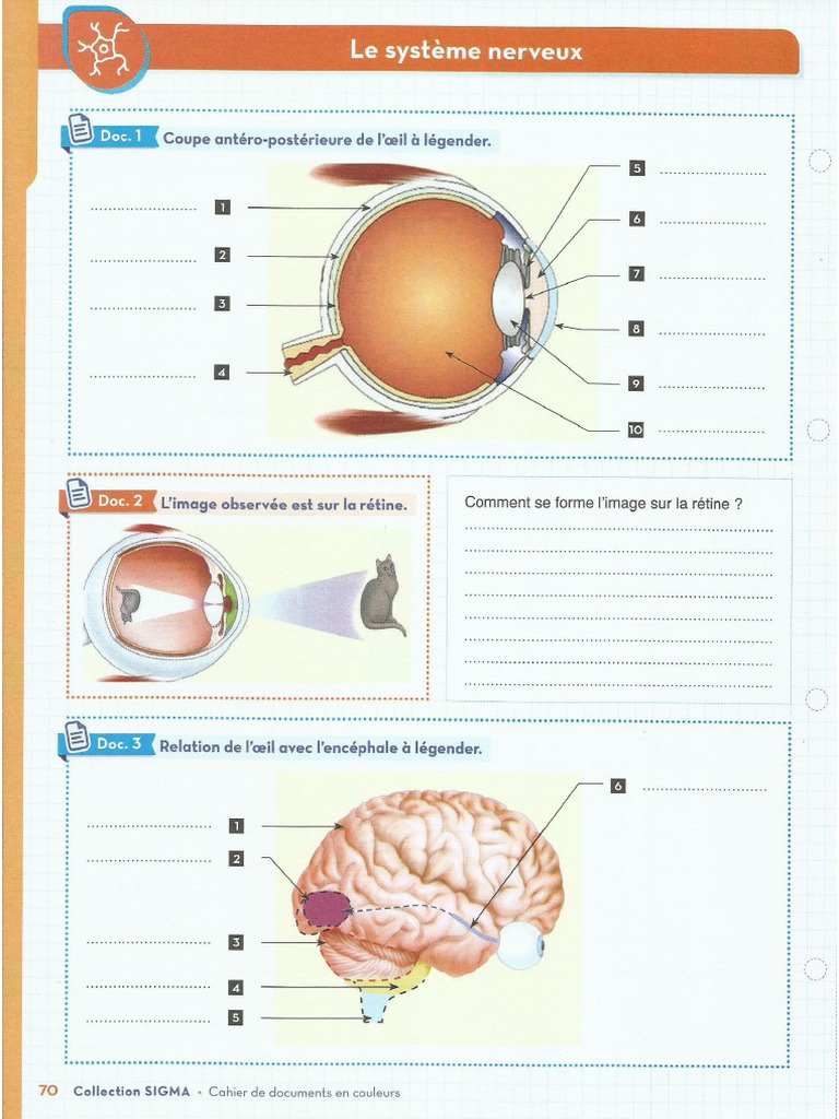 SIGMA 3AC. Fonctions de Relation Et Immunologie. | PDF