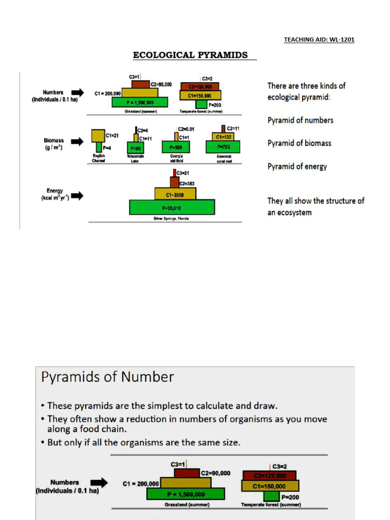 Ecological Pyramids Teaching Aid | PDF