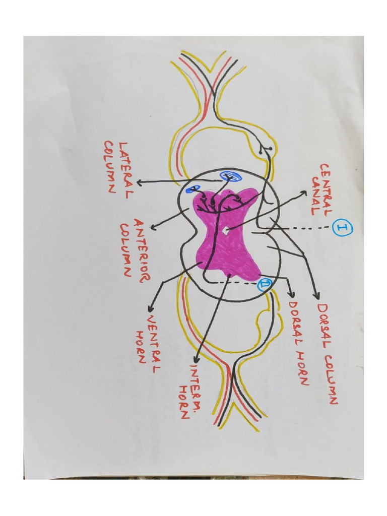 Anterolateral Spinothalamic Pathway | PDF