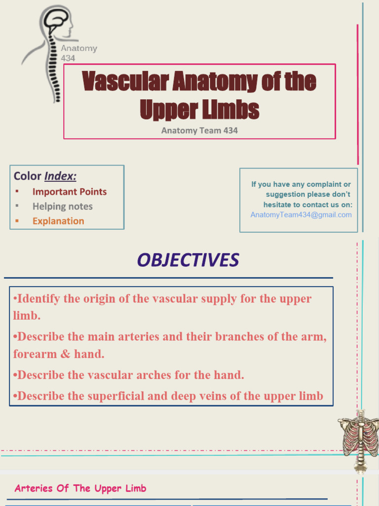 Upper Limb Vascular Anatomy Overview | PDF | Hand | Arm