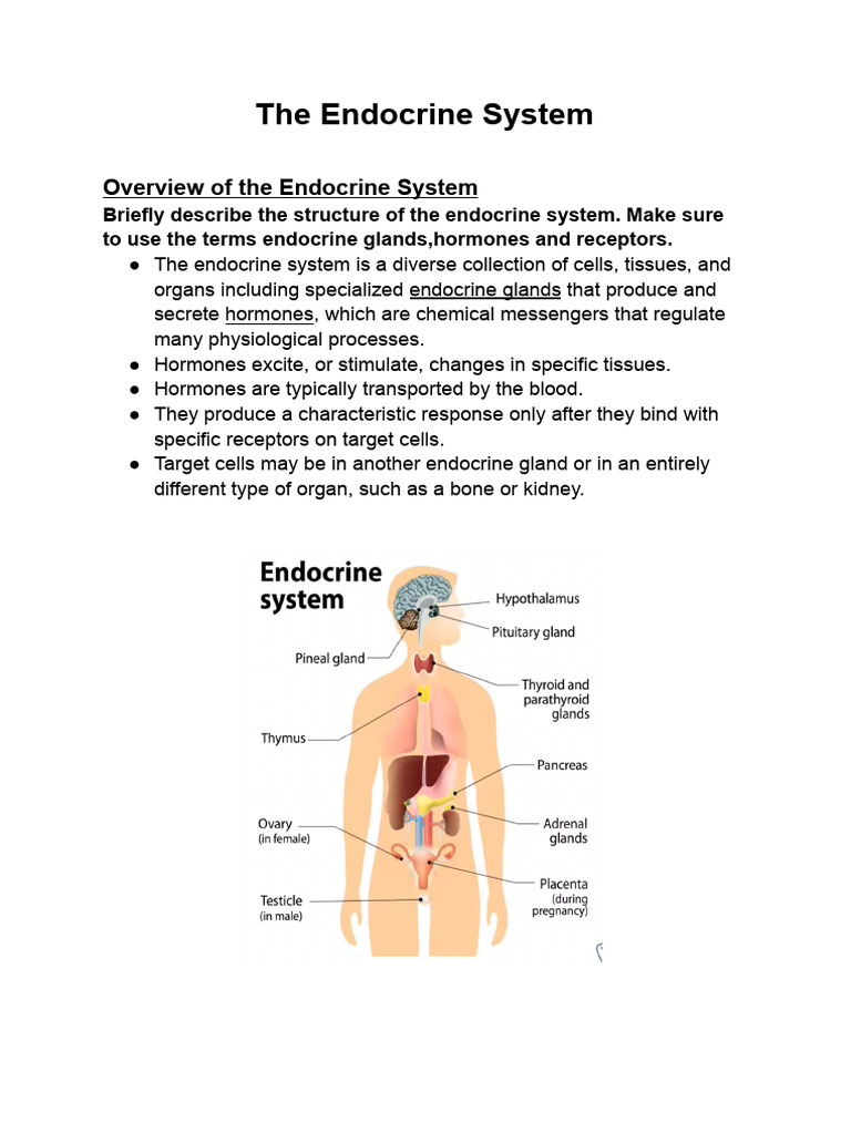 Endocrine System Basics | PDF | Adrenal Gland | Endocrine System