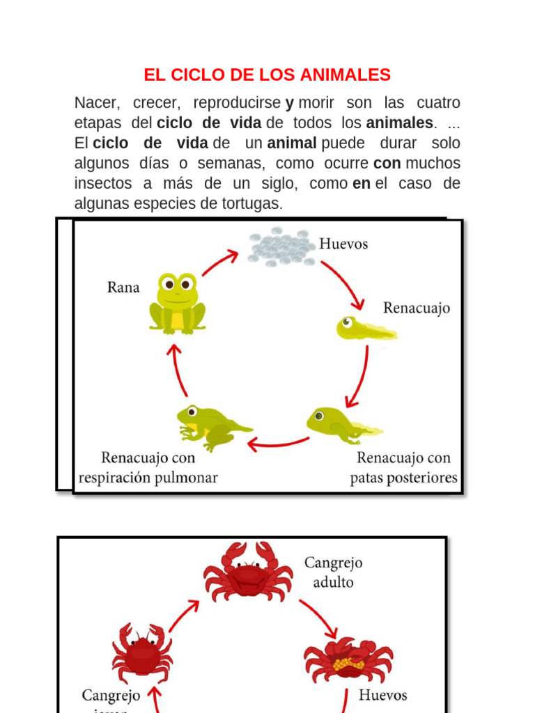 Ciclo de Vida de los Animales | PDF