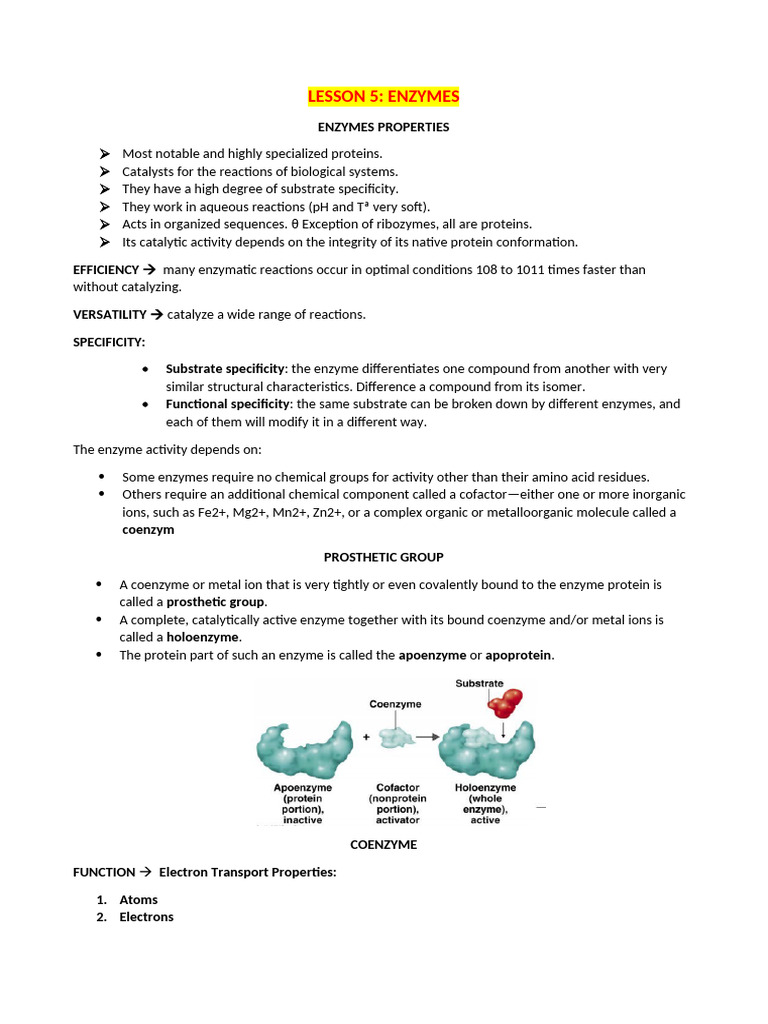 Lesson 5 - ENZYMES | PDF | Enzyme | Cofactor (Biochemistry)