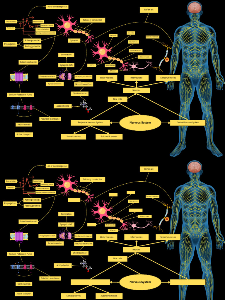 Nervous System Concept Map | PDF | Action Potential | Neuron
