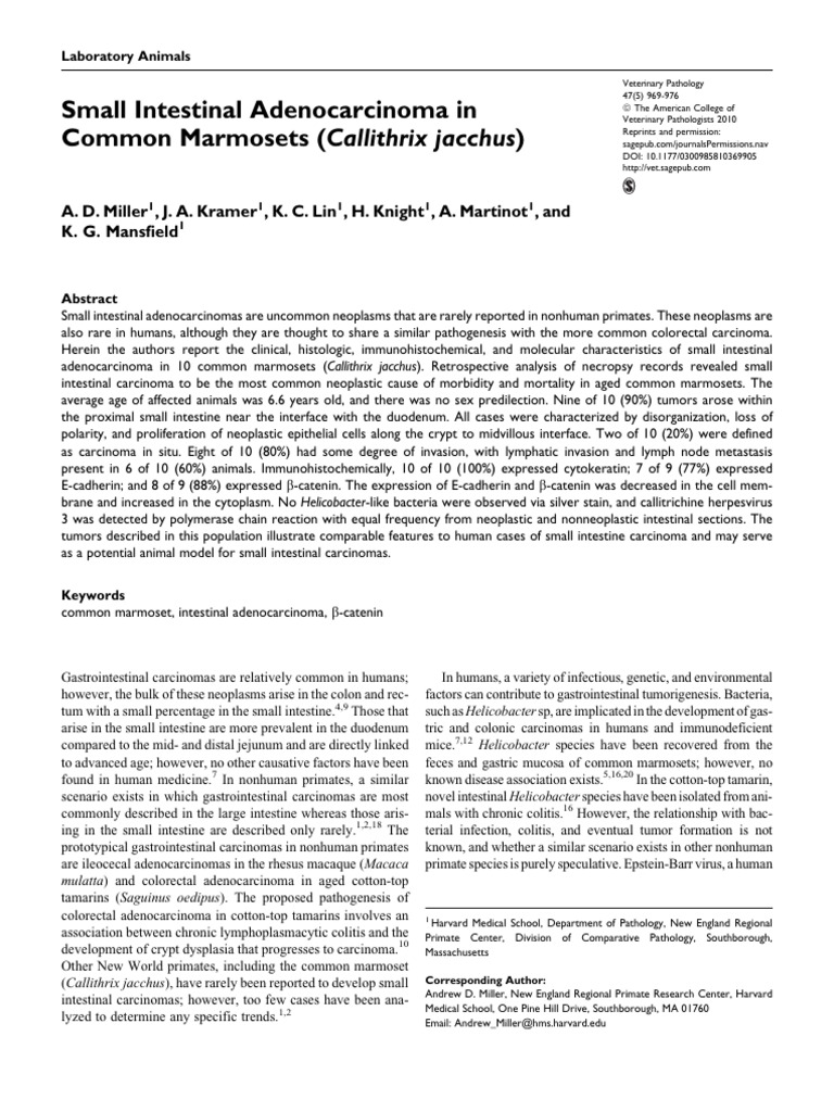 Small Intestinal Adenocarcinoma in Common Marmosets (Callithrix Jacchus ...